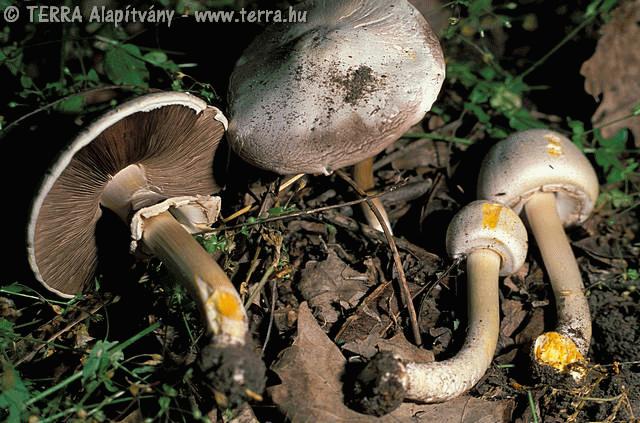 Terra Gombák határozó