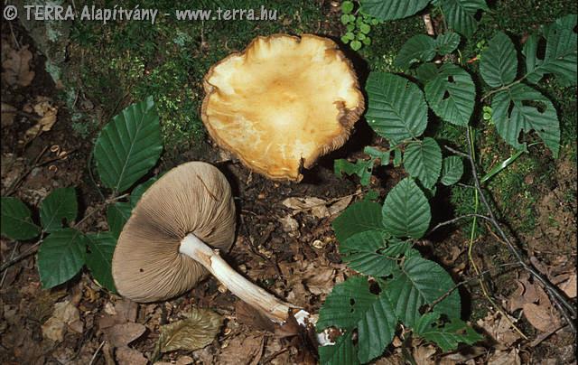 Terra Gombák határozó